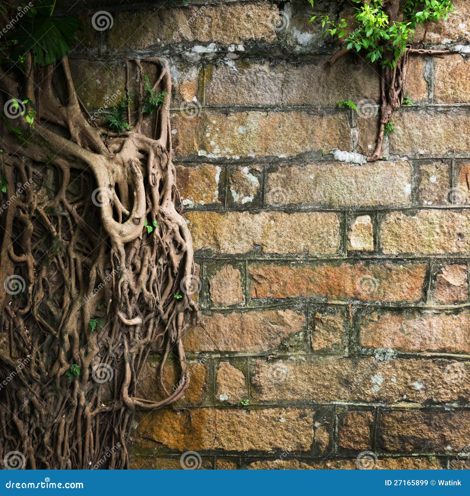 Tree roots on wall stock image. Image of aged, rock, masonry - 27165899
