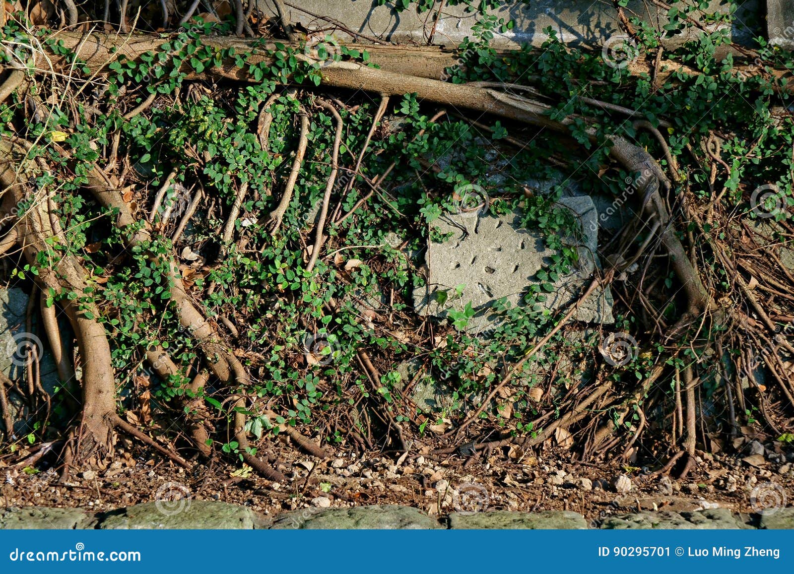 Tree roots on wall stock image. Image of architecture - 90295701