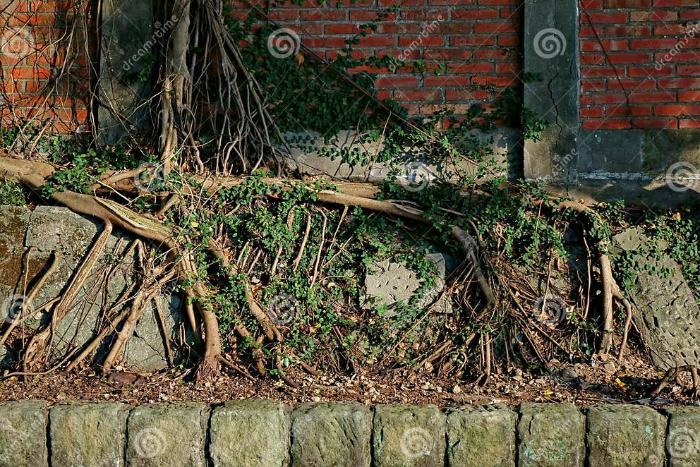 Tree roots on wall stock photo. Image of grain, floral - 90295782