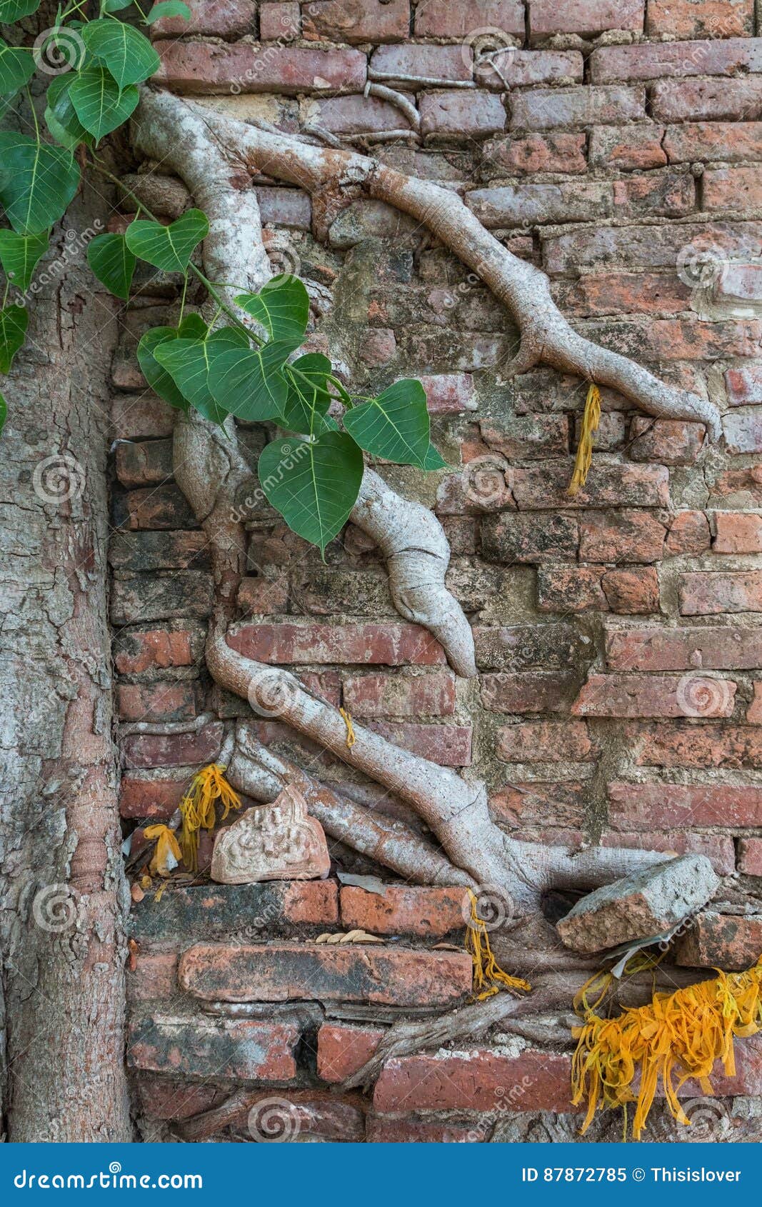 Tree roots on wall. stock image. Image of structure, forest - 87872785