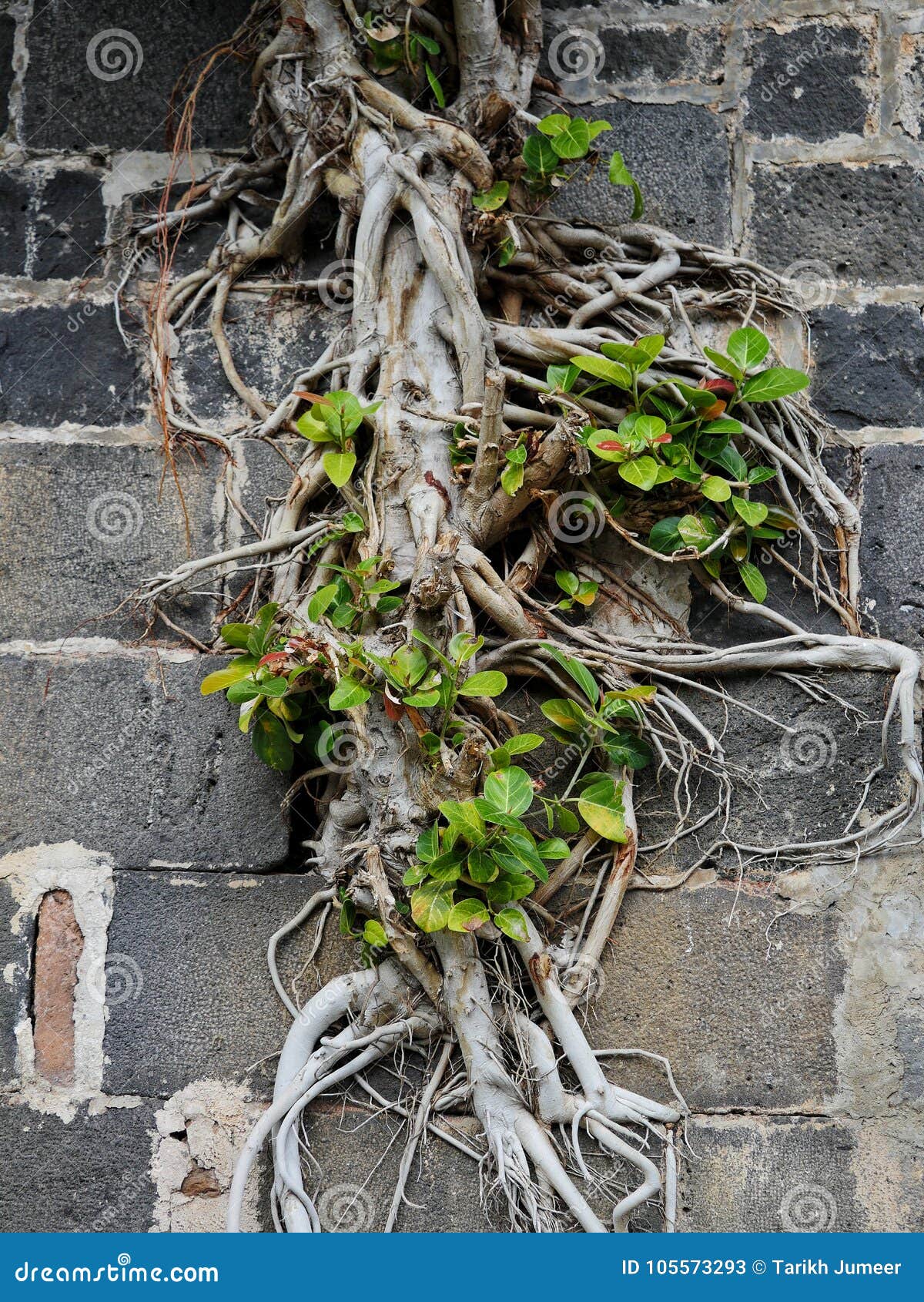 Tree roots in wall stock image. Image of growing, exotic - 105573293