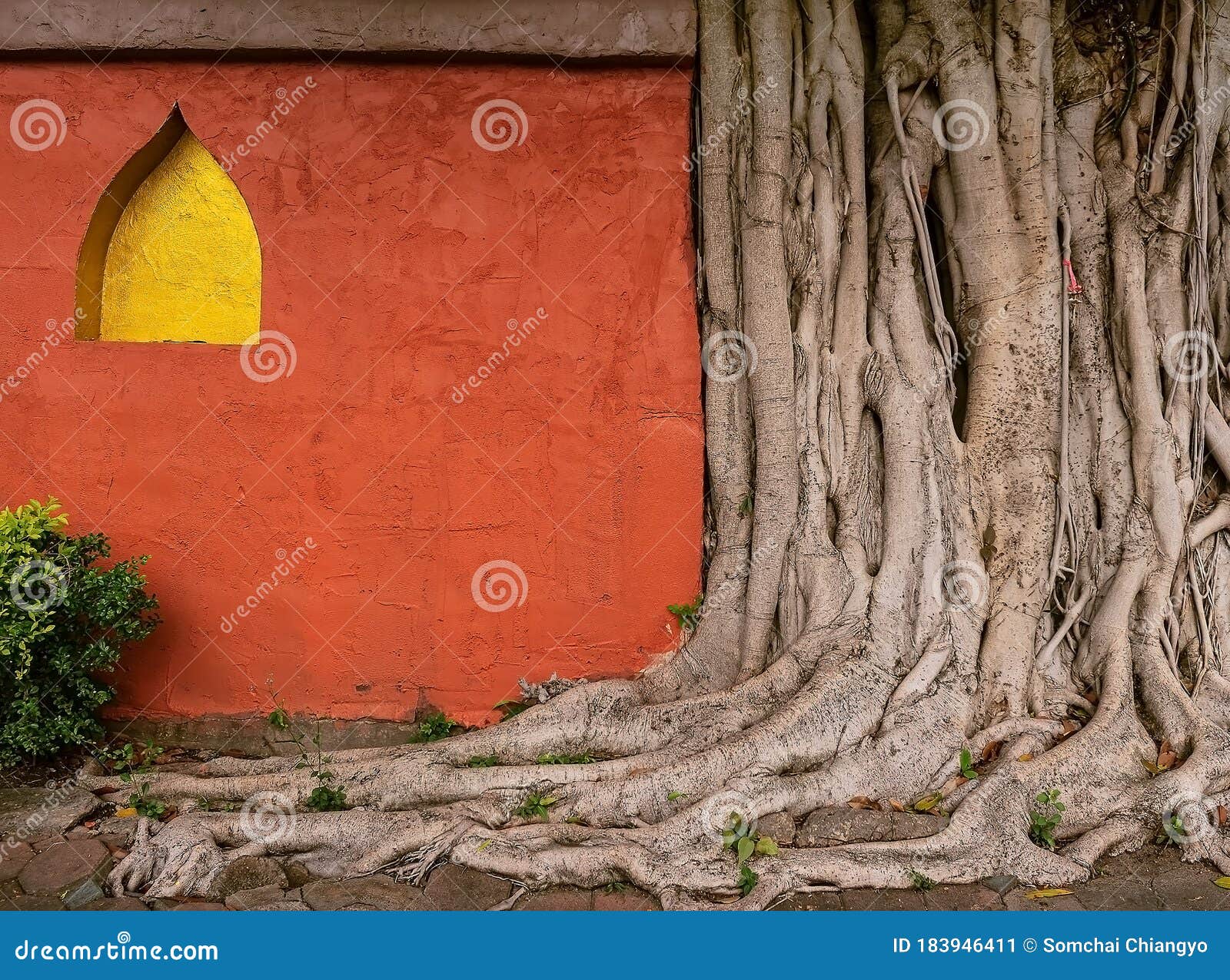 Tree roots and walls stock image. Image of house, mysterious - 183946411