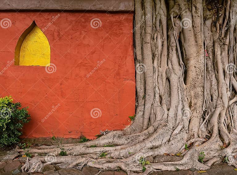 Tree roots and walls stock image. Image of house, mysterious - 183946411