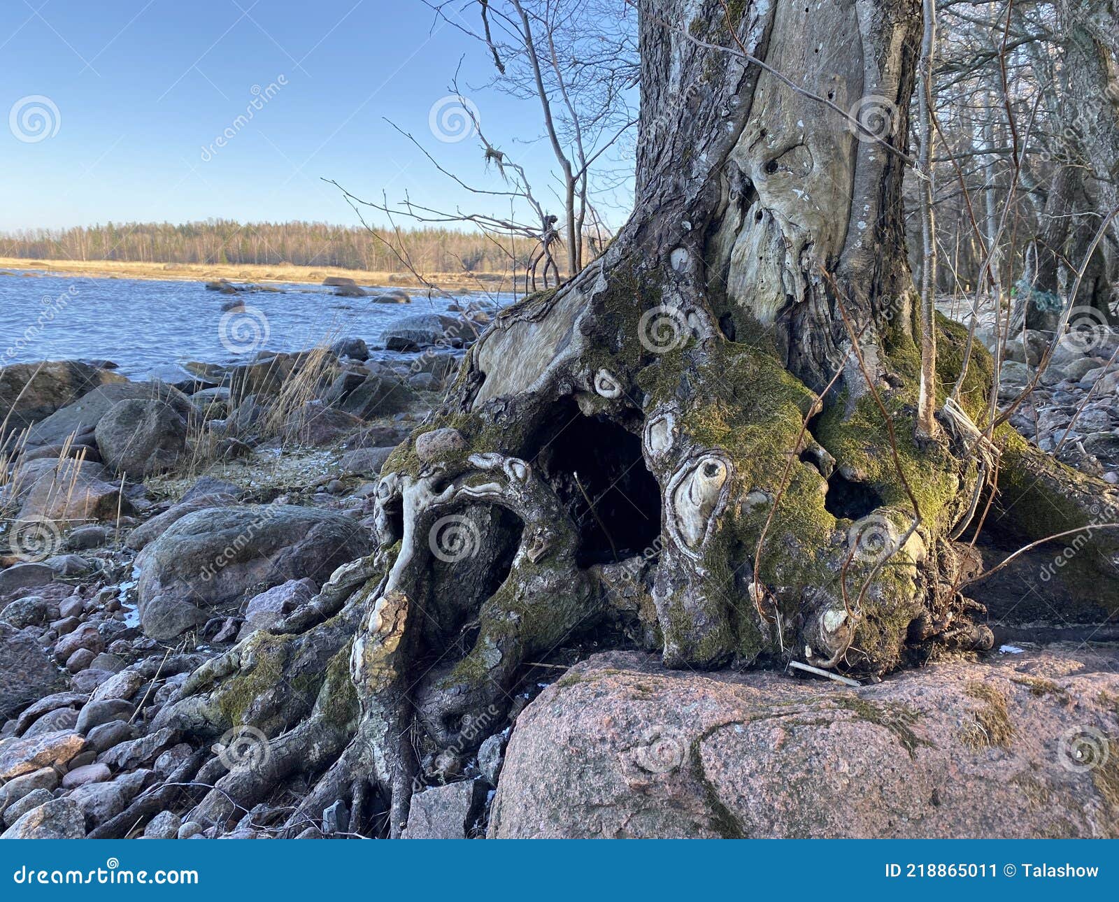 Tree Roots Washed Away by the Tide Stock Image - Image of texture, tide ...