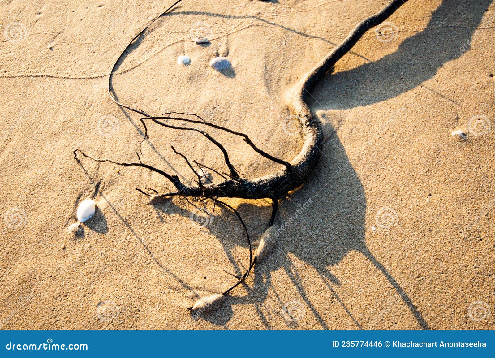 Tree Roots are Washed Up on the Beach Stock Photo - Image of geology ...