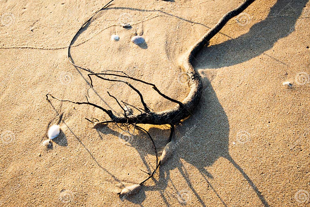 Tree Roots are Washed Up on the Beach Stock Photo - Image of geology ...