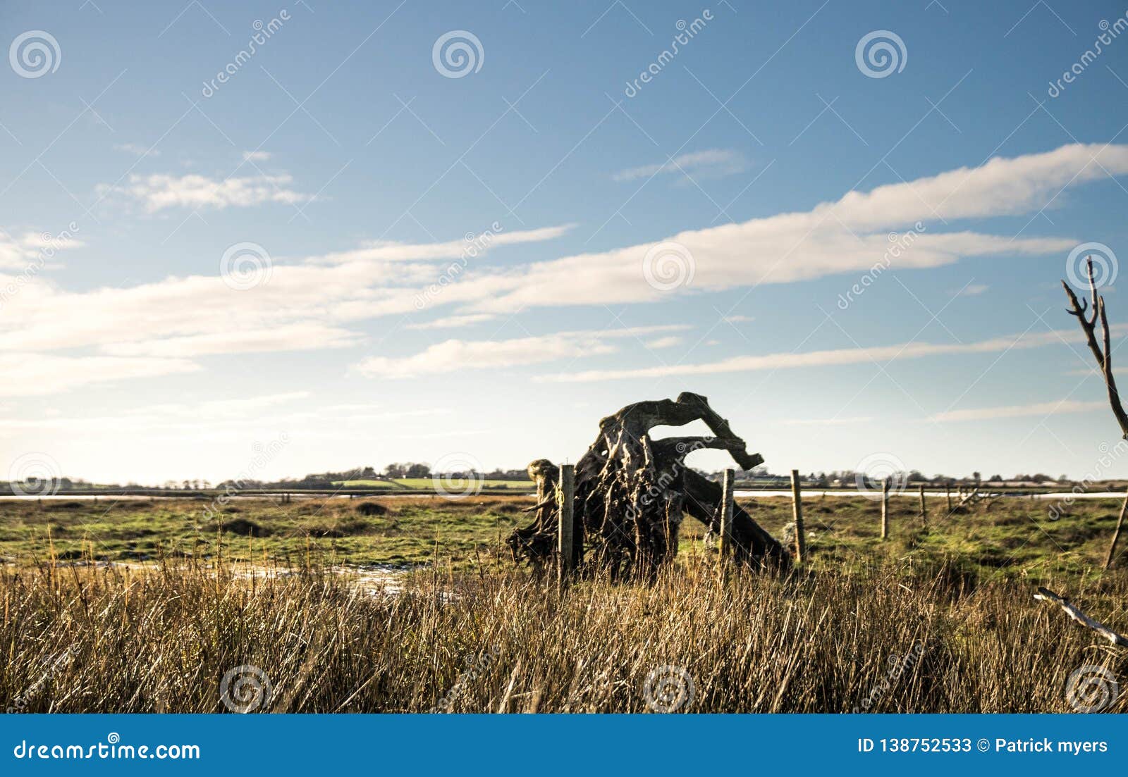 Tree roots stock image. Image of washed, roots, reeds - 138752533