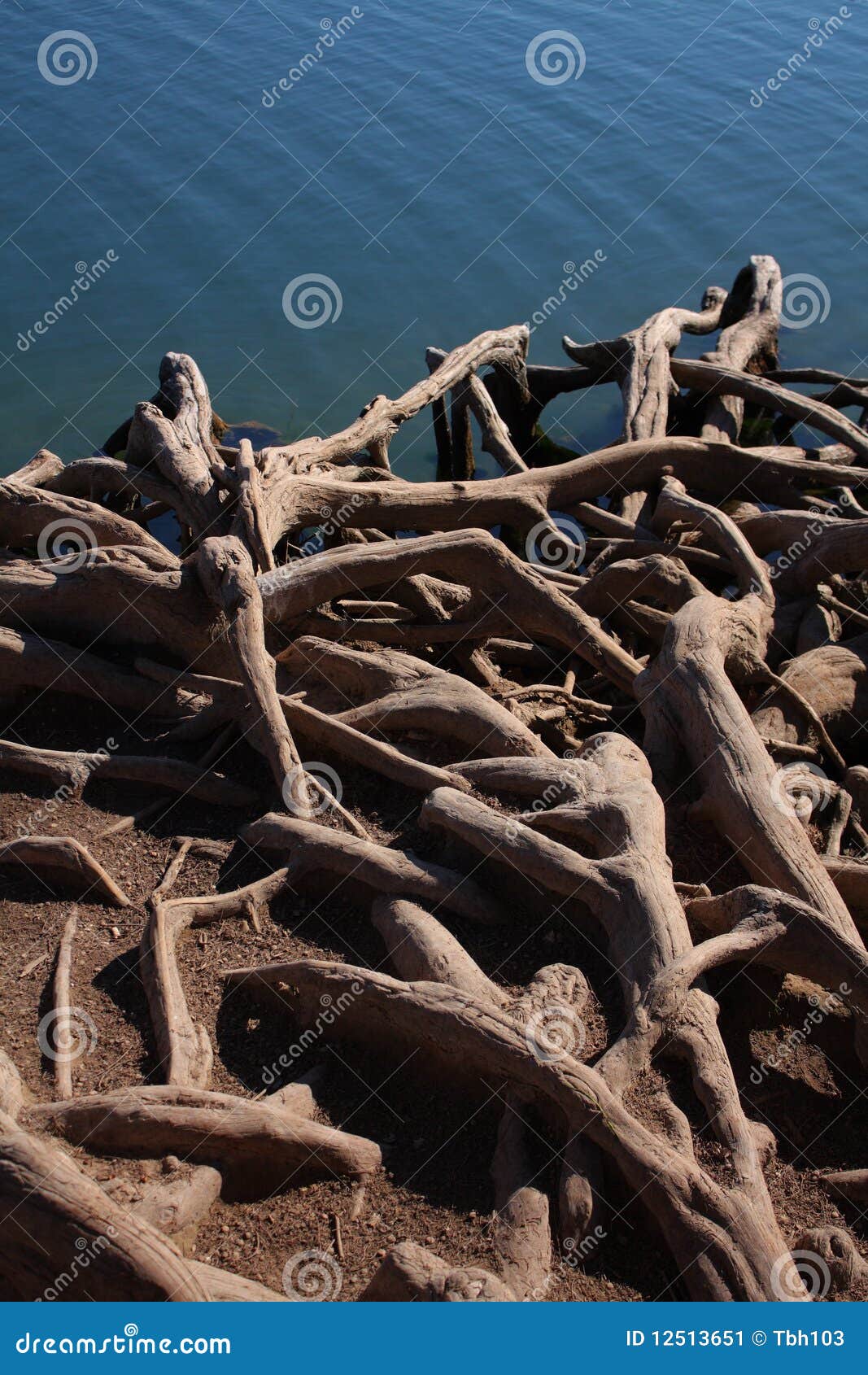 Tree roots by water stock image. Image of multiple, ground - 12513651