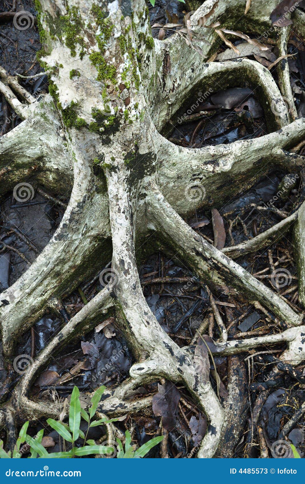 Tree roots in water. stock image. Image of vegetation - 4485573