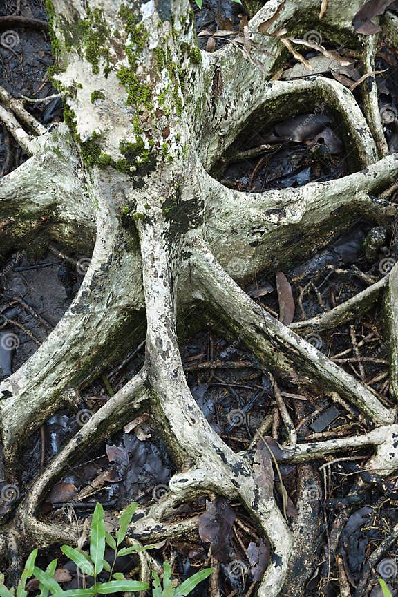 Tree roots in water. stock image. Image of vegetation - 4485573