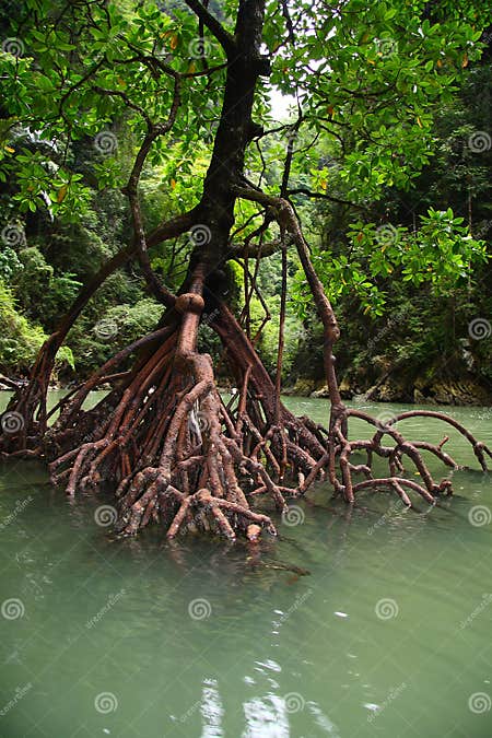 Tree roots in water stock image. Image of water, surfacing - 4779703