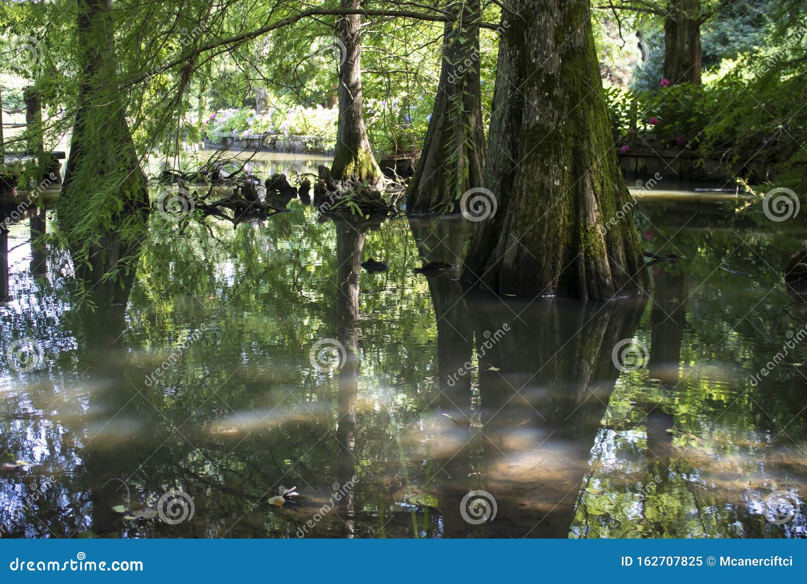 Tree Roots in Water in Forest. Daylight is Reflected on the Surface of ...