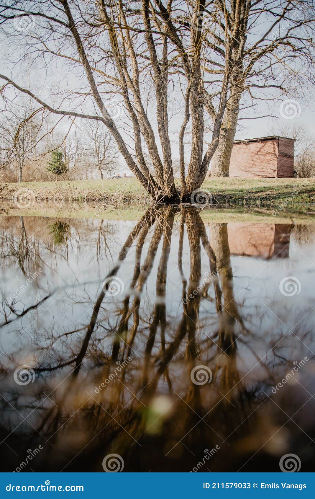 Tree Roots in Water. a Reflection of a Tree Branch, the Sun and Its ...