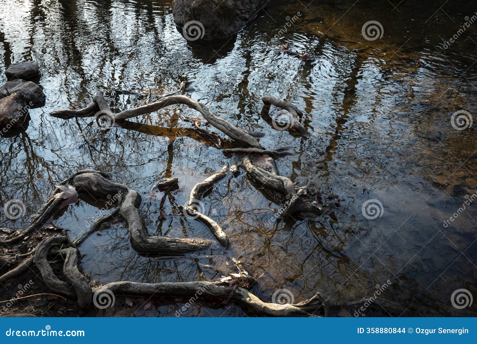 Tree Roots in the Water of a Small Lake in the Forest. Stock Photo ...