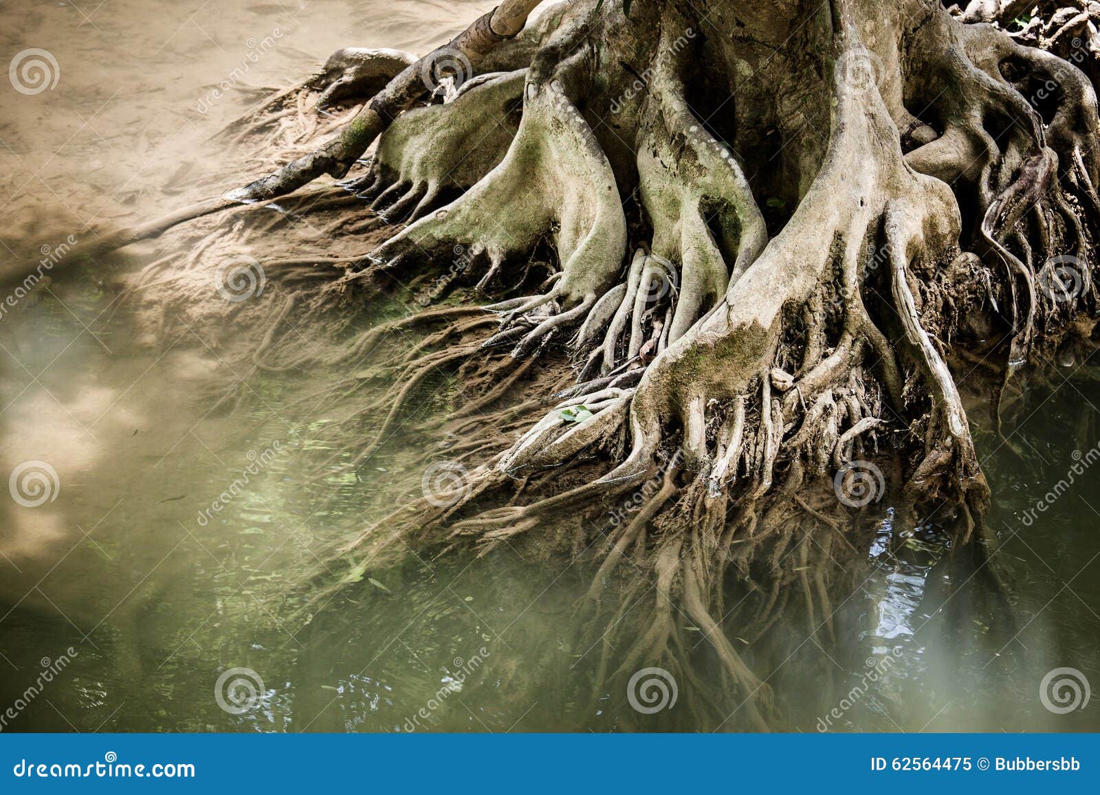 Tree Roots in Water Streams. Stock Image - Image of water, plant: 62564475