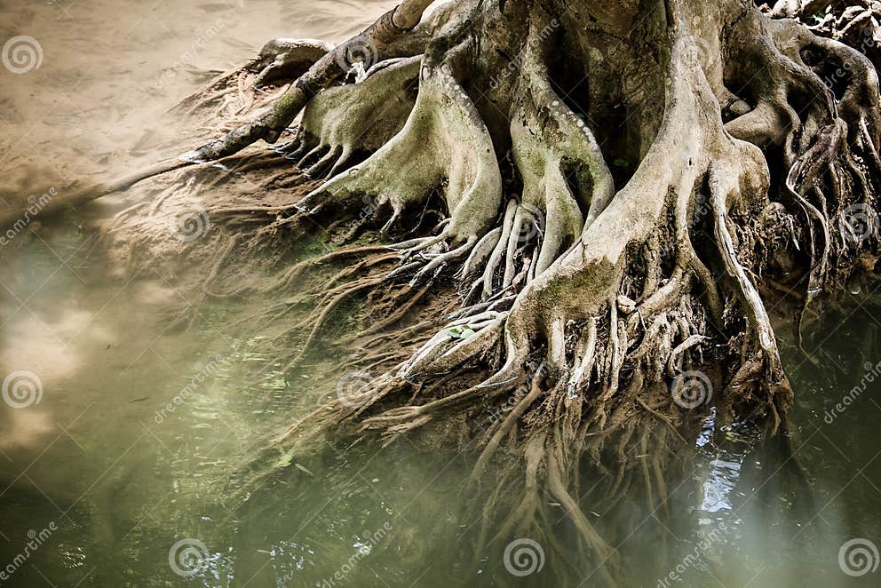 Tree Roots in Water Streams. Stock Image - Image of water, plant: 62564475