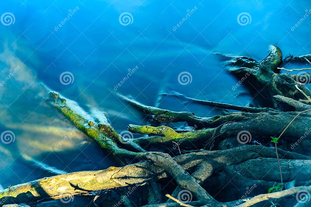 Tree roots in the water stock photo. Image of pond, reflect - 164516360