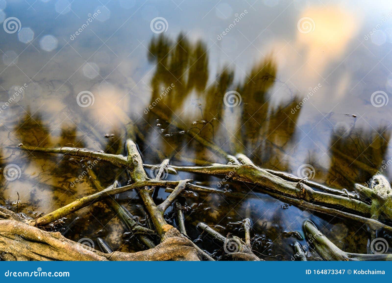 Tree roots in the water stock image. Image of asia, garden - 164873347