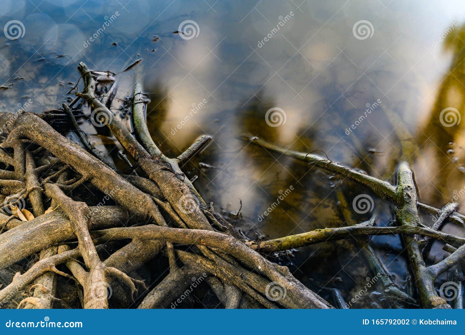 Tree roots in the water stock photo. Image of roots - 165792002