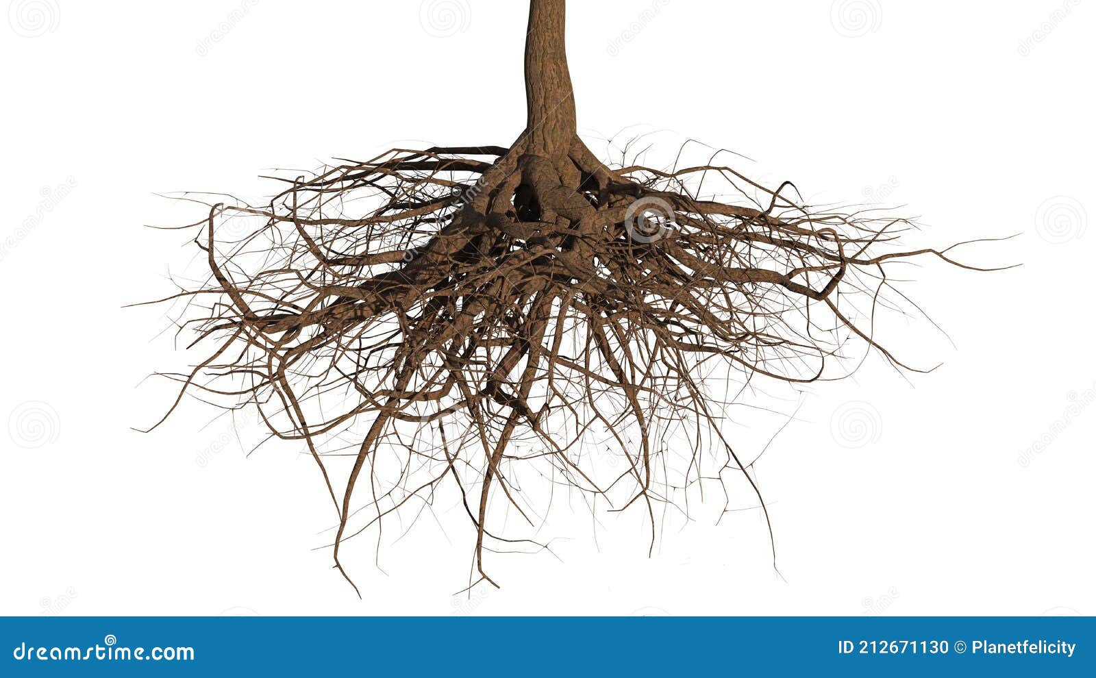 Tree Roots on White Background Stock Illustration - Illustration of ...