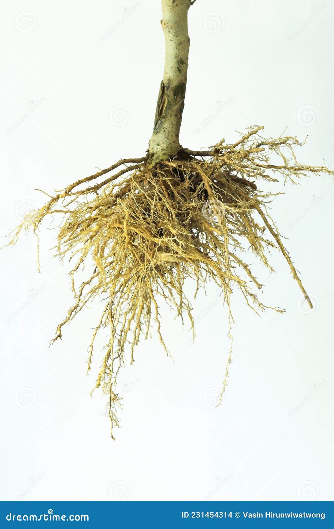 Tree Roots on a White Background. Stock Photo - Image of grown, brown ...