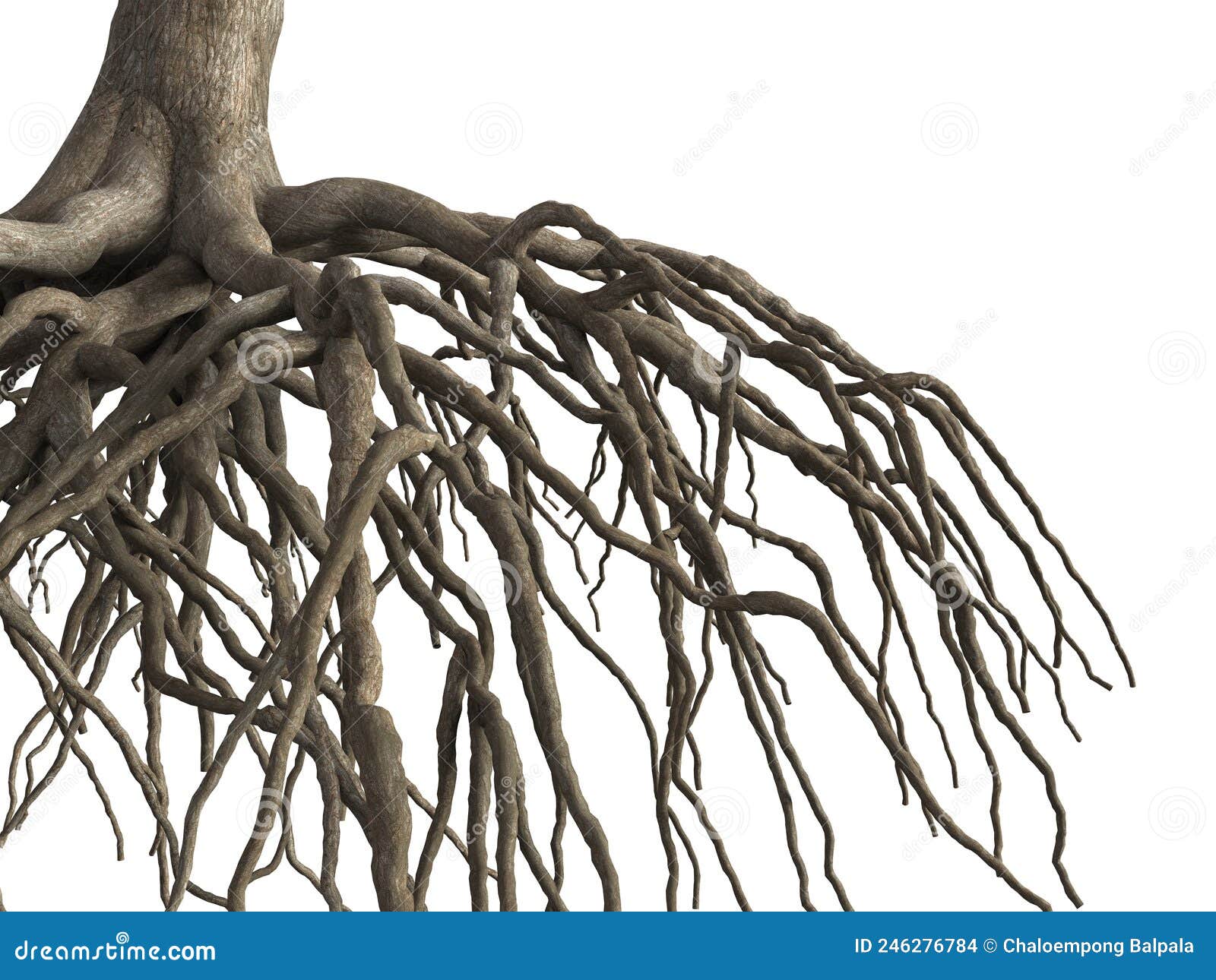 Tree Roots on White Background Isolate Object. Stock Illustration ...