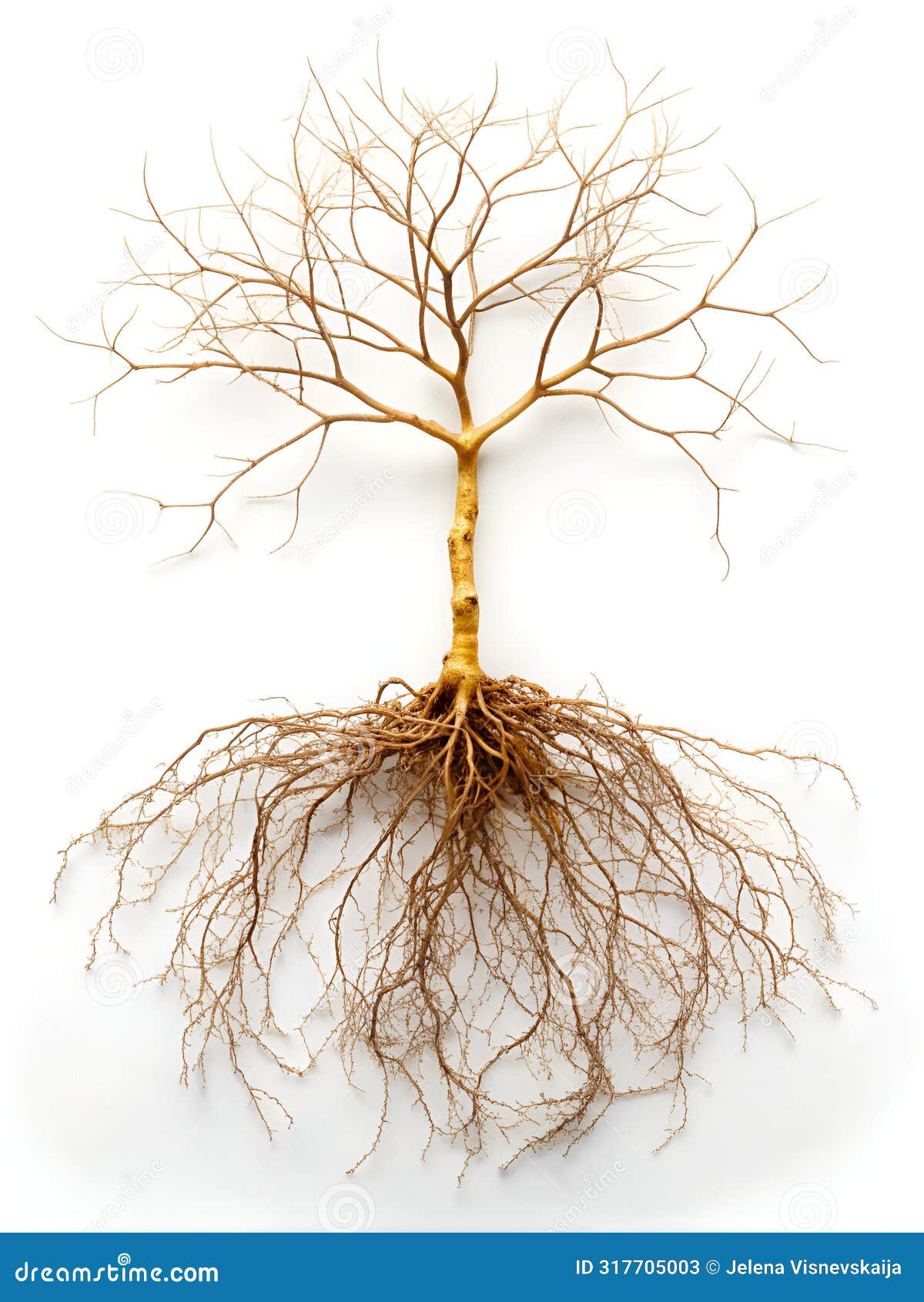 Tree with Roots White Background Stock Illustration - Illustration of ...