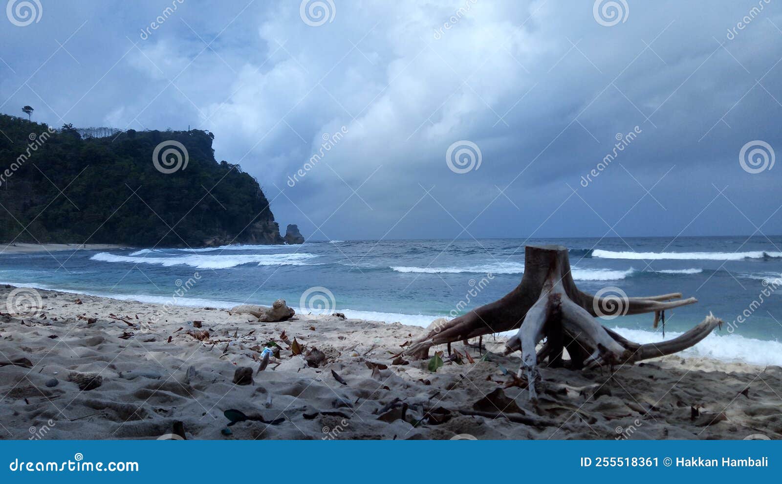 Tree Roots on White Sand Beach Stock Image - Image of tree, cove: 255518361