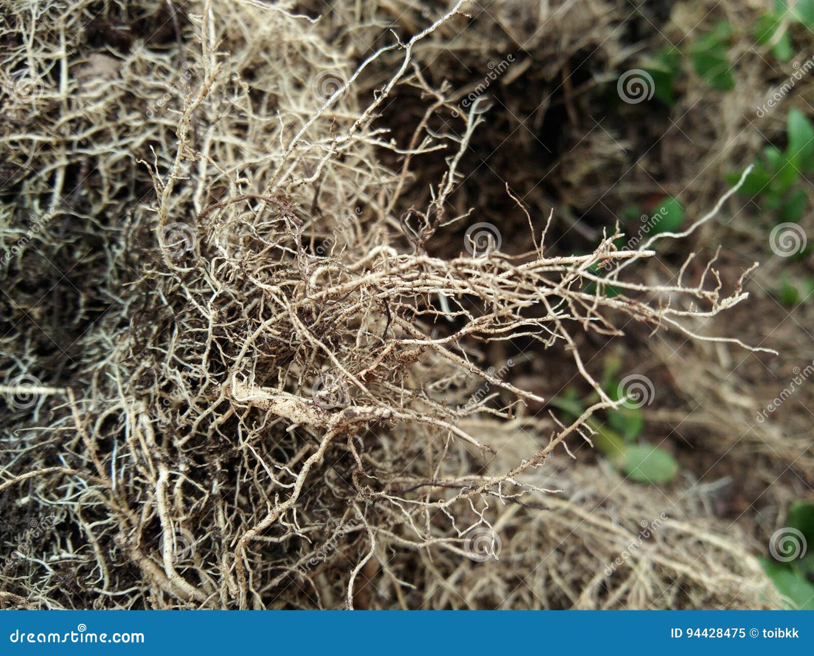 Tree roots stock image. Image of small, natural, growing - 94428475