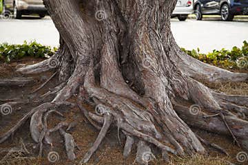 Tree Roots stock photo. Image of nature, system, farm - 80066836