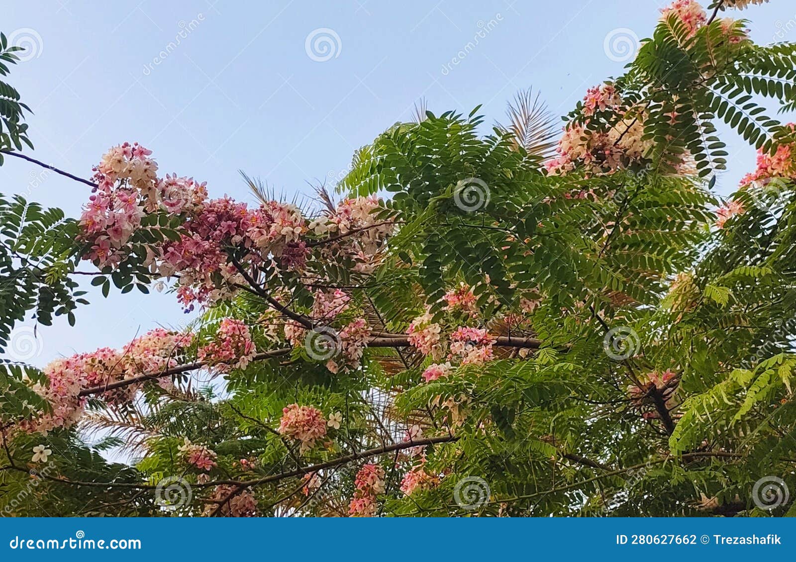 Tree with Roses . stock photo. Image of garden, flower - 280627662