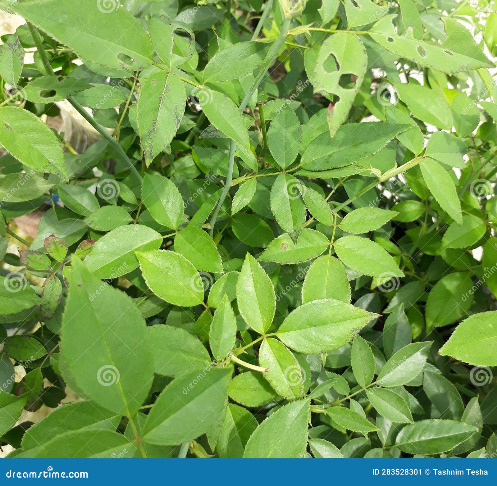 Tree Roses are Magnificent Garden Plants Stock Image - Image of garden ...