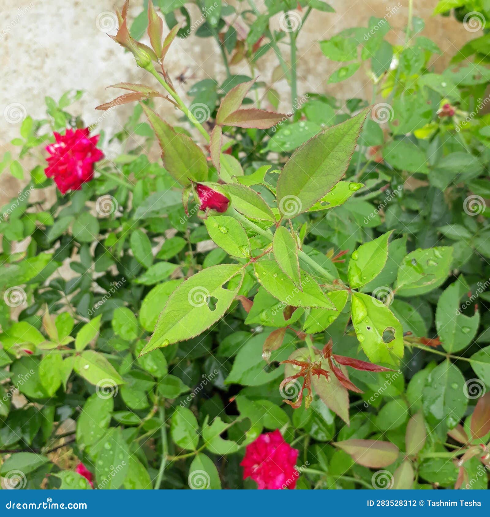 Tree Roses are Magnificent Garden Plants Stock Photo - Image of autumn ...