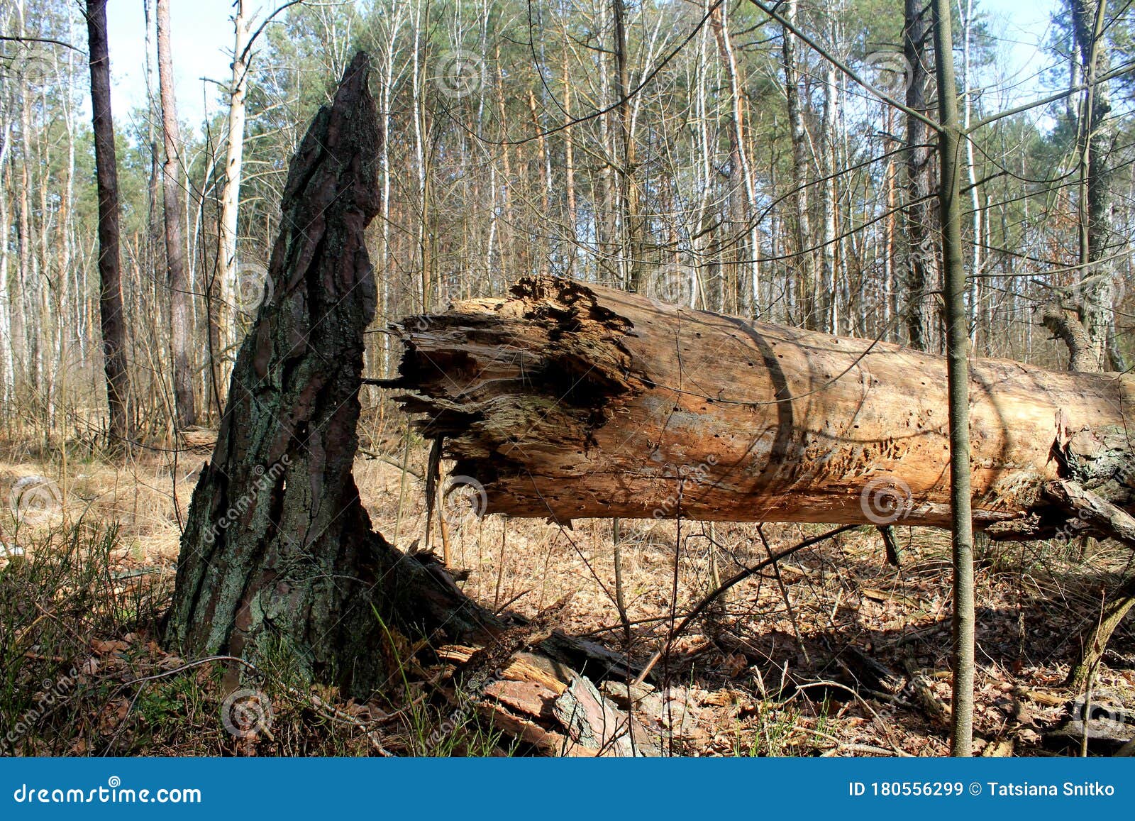 Rotten Tree in Spring Forest Stock Image - Image of woods, wood: 180556299
