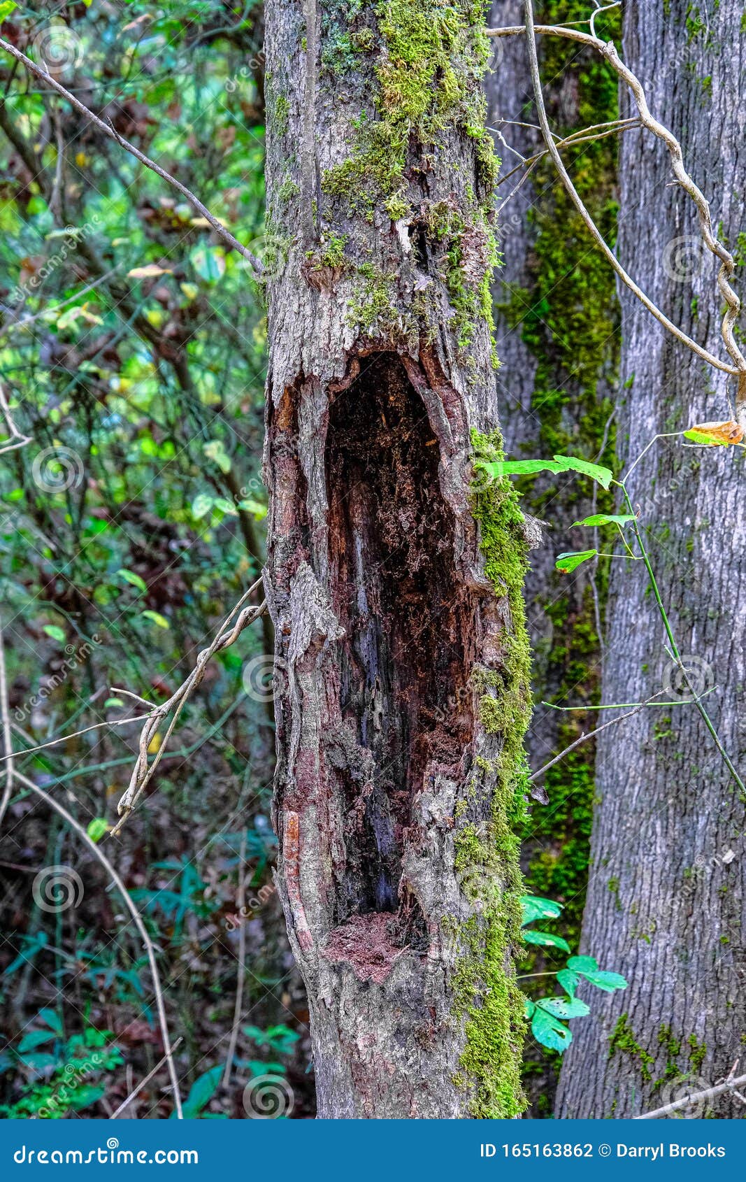 Tree Rotted Out stock photo. Image of fungus, detail - 165163862