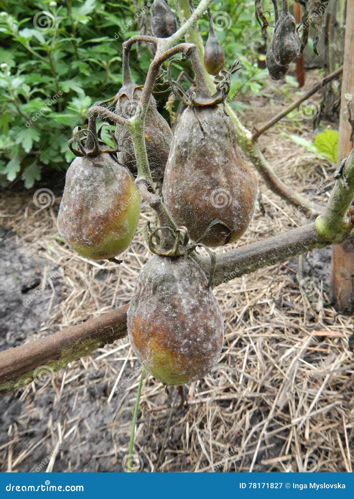 Tree rotten green tomatoes stock image. Image of garden - 78171827