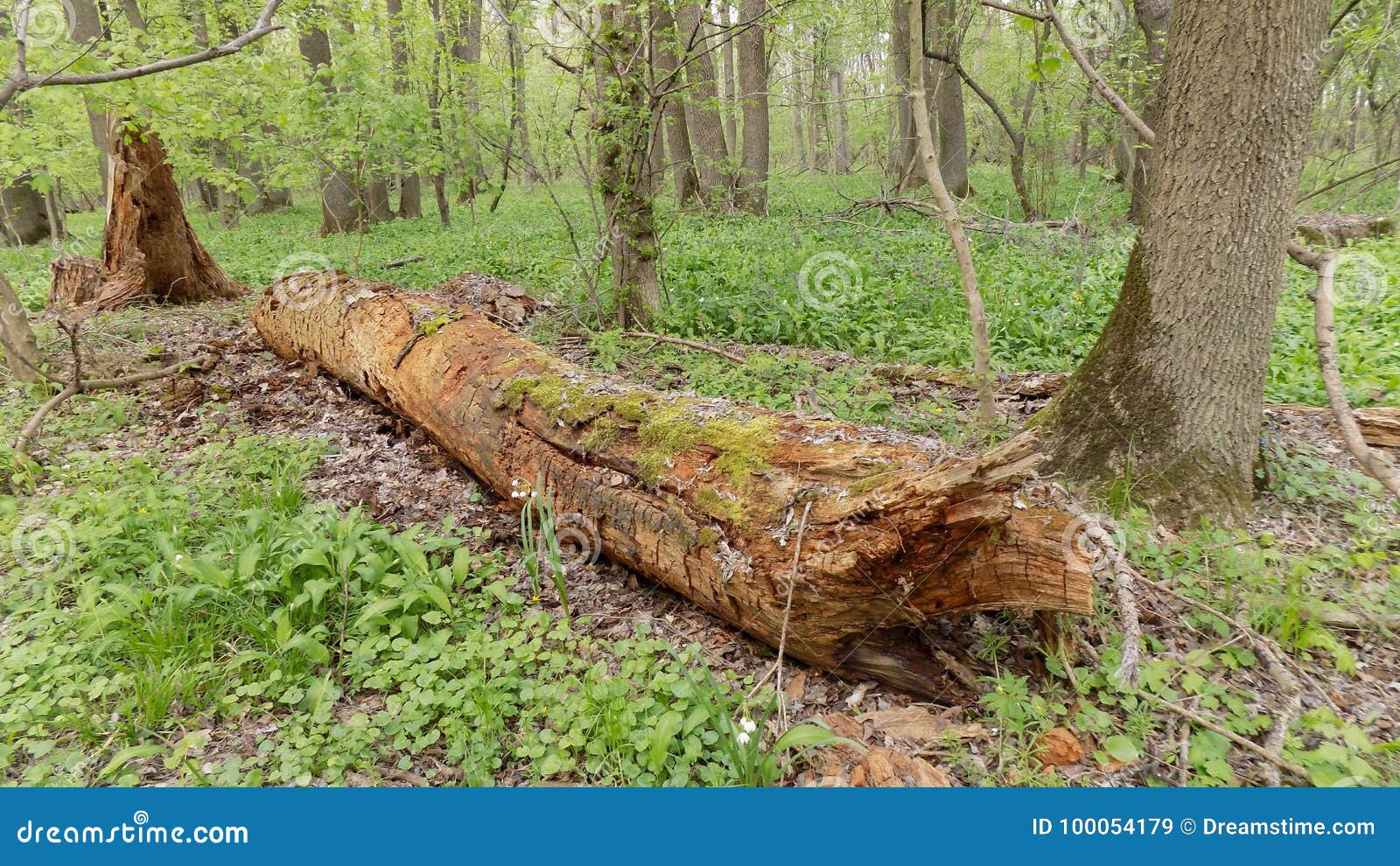 Tree stock image. Image of ground, leaf, forest, environment - 100054179