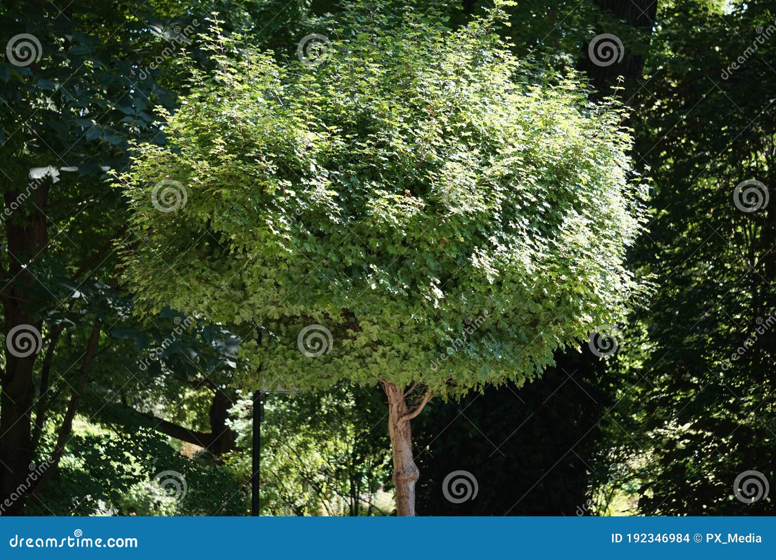 Tree with Round Crown in Garden Stock Photo - Image of garden ...