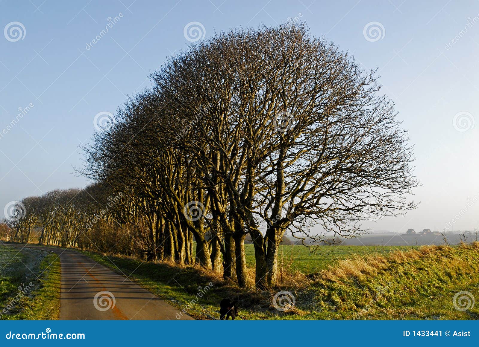 Tree row stock image. Image of fence, jutland, countryside - 1433441