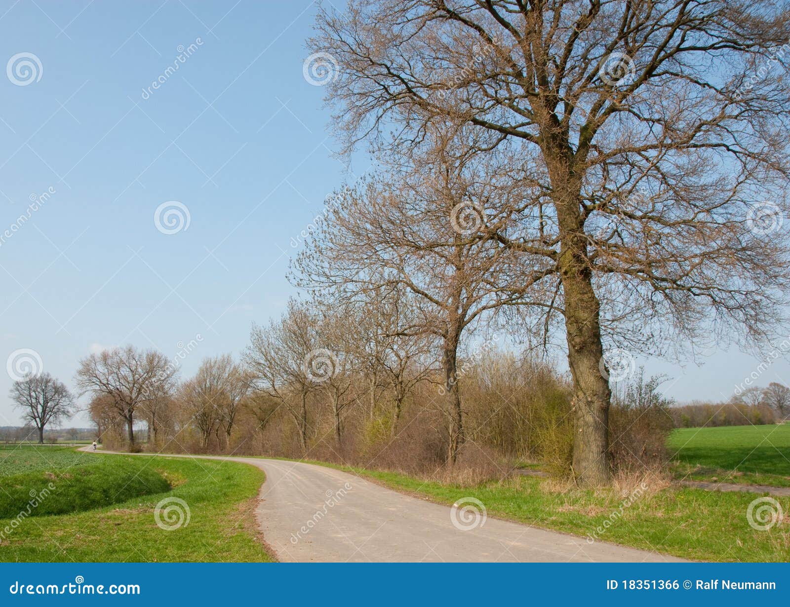 Tree row along a lane stock photo. Image of spring, field - 18351366