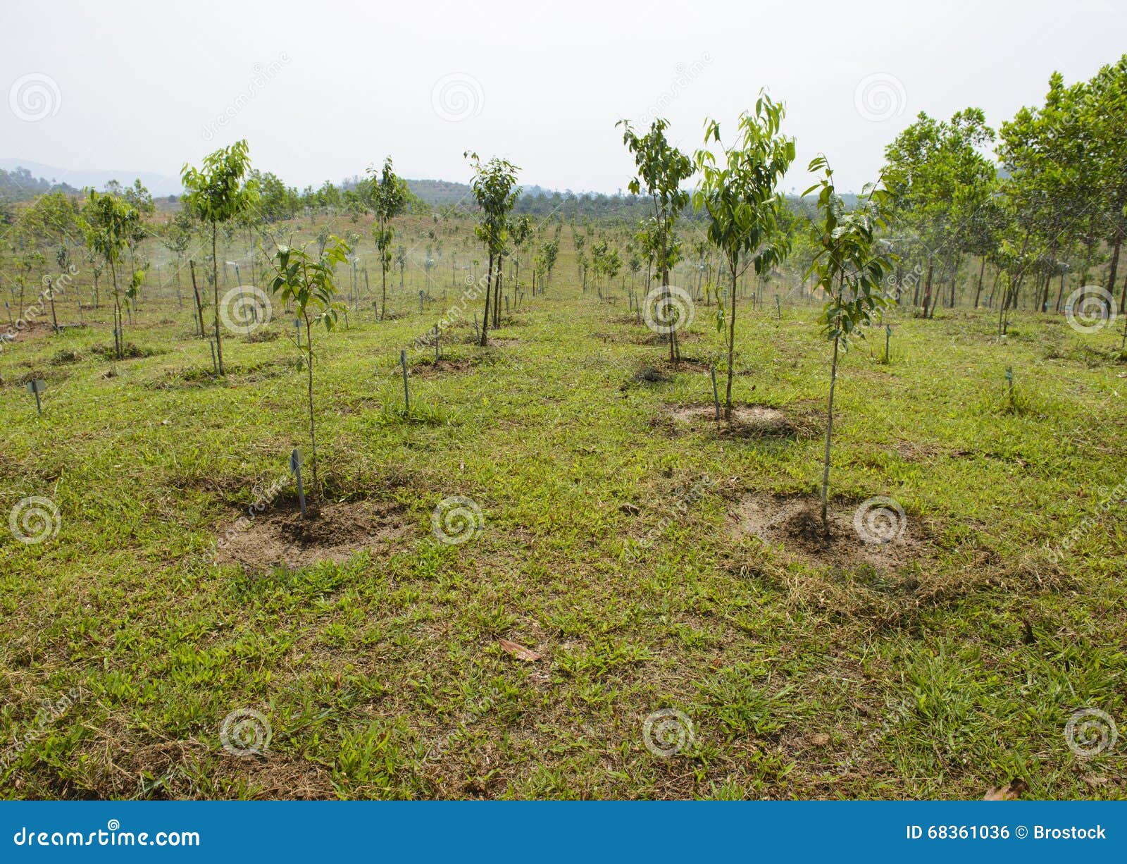 Tree in a row stock photo. Image of branch, planting - 68361036