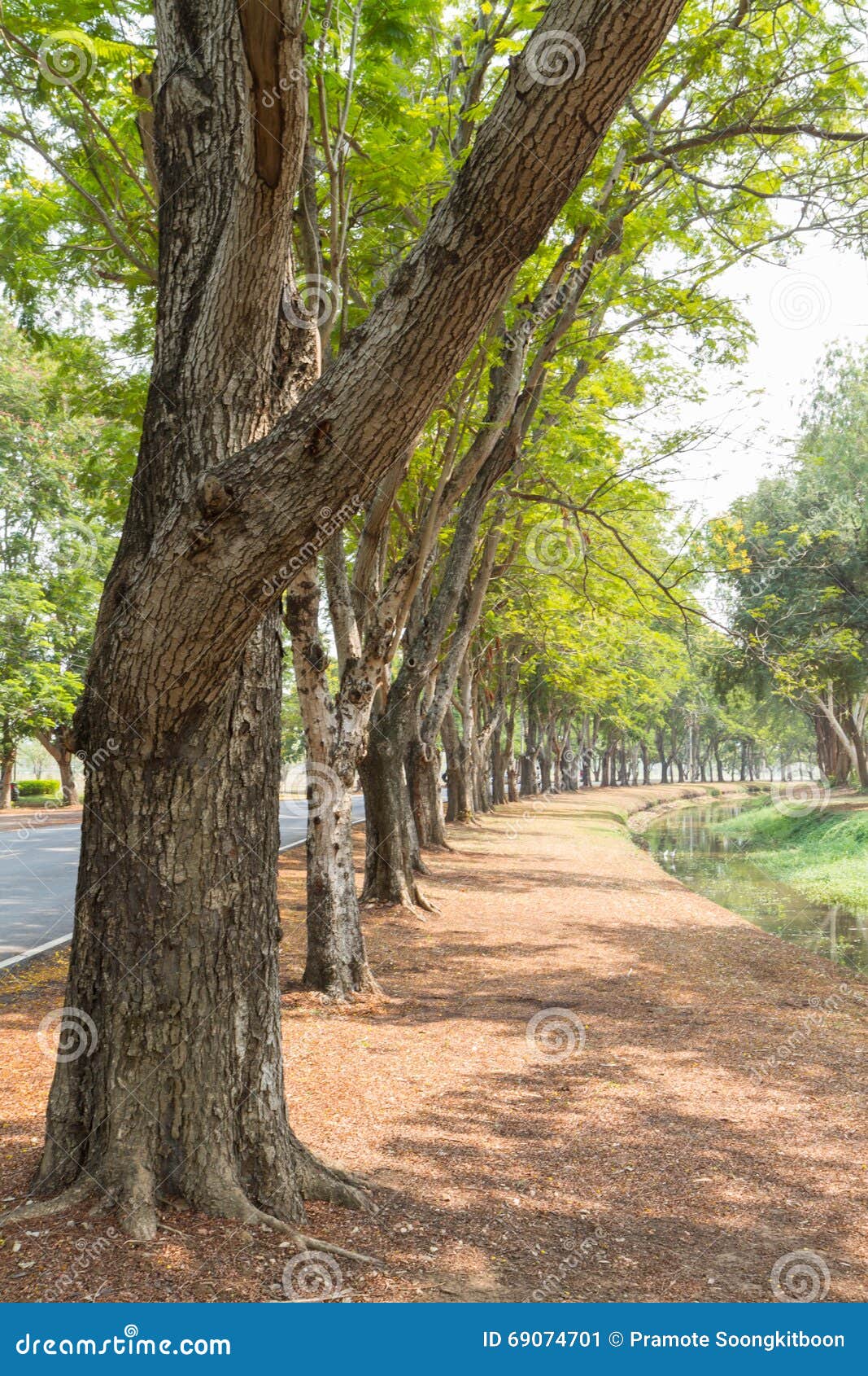 Tree row in the park stock image. Image of line, environment - 69074701