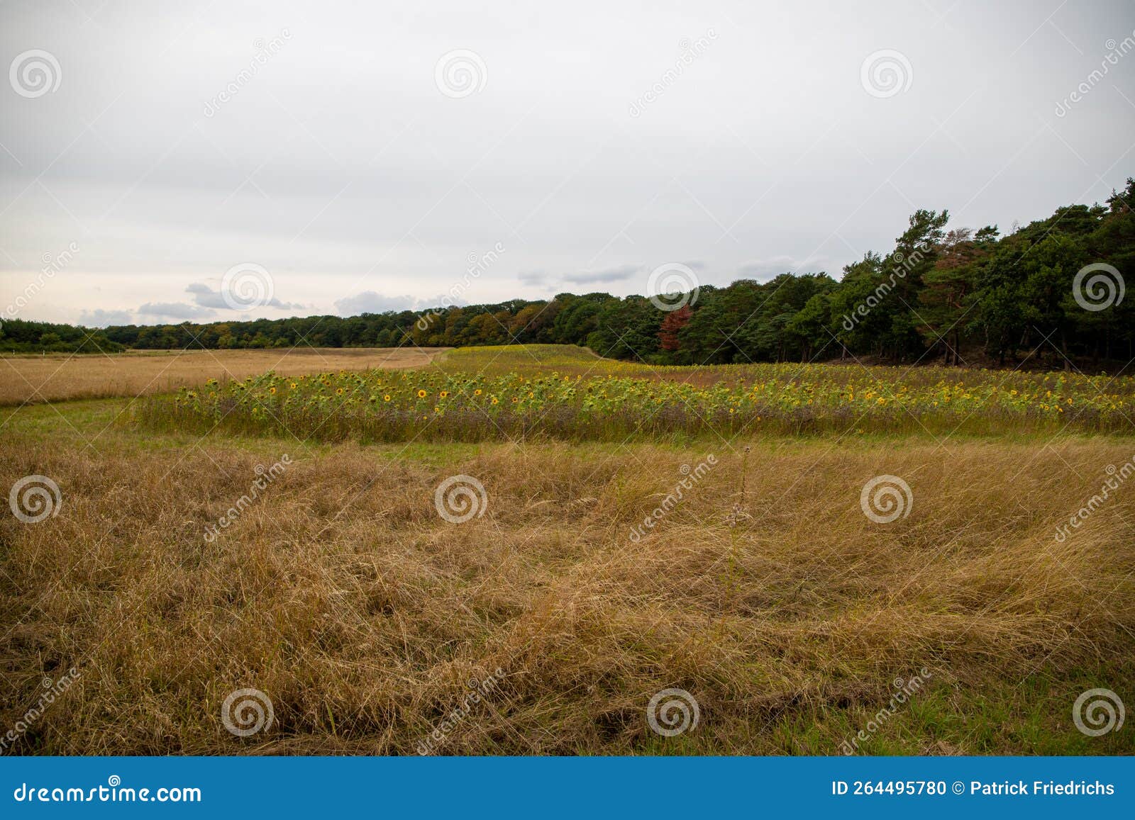 Tree Row with a Sunflower Field in Front of it Stock Photo - Image of ...