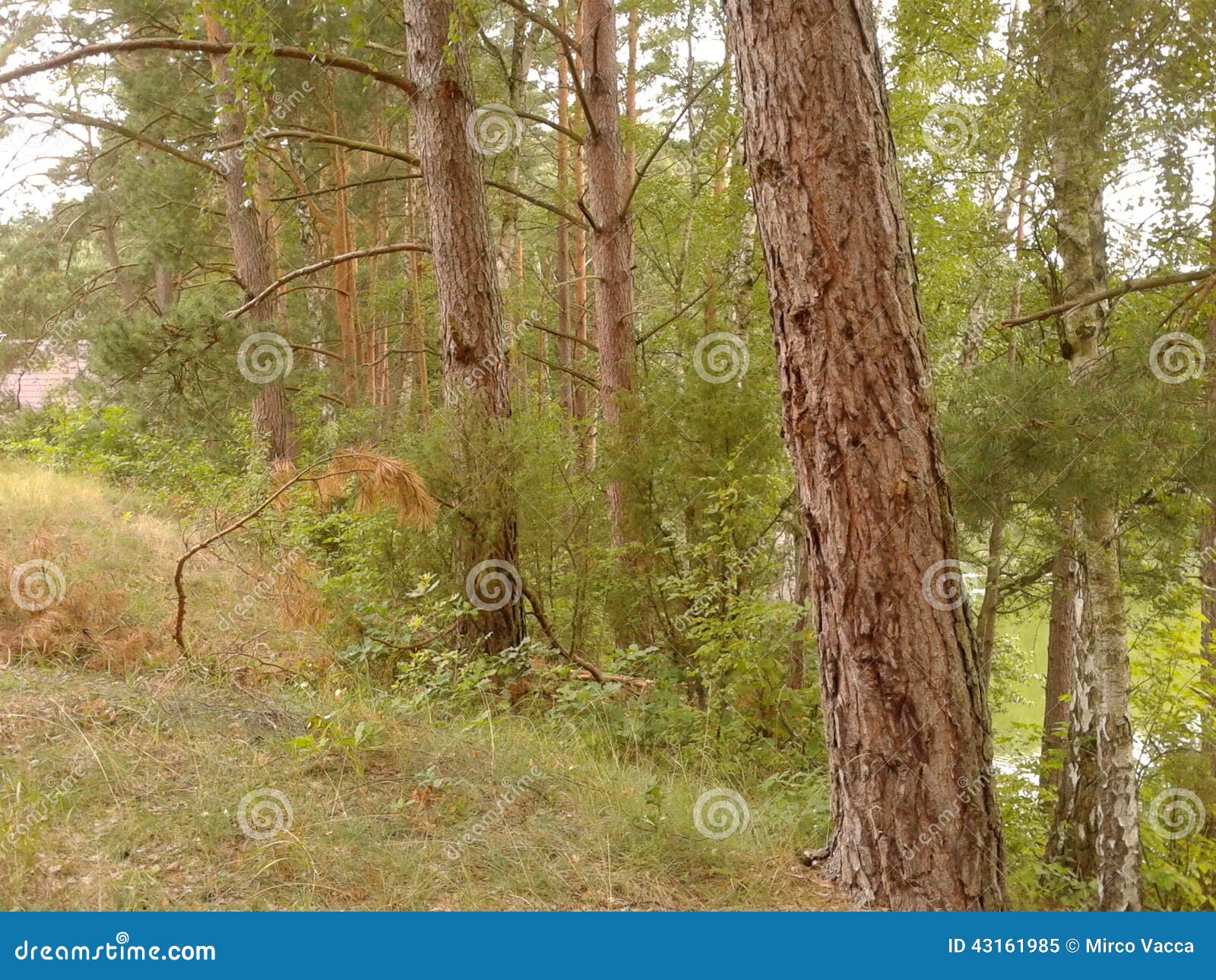 Tree row stock image. Image of trees, tree, outdoor, nature - 43161985