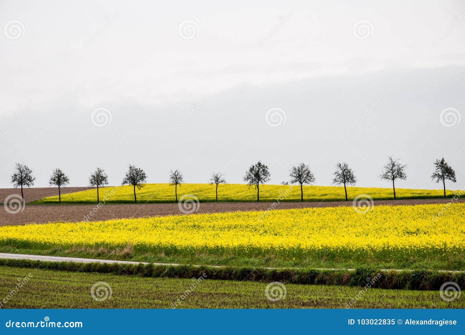 Trees in a Wild Mustard Field Stock Image - Image of flowering ...