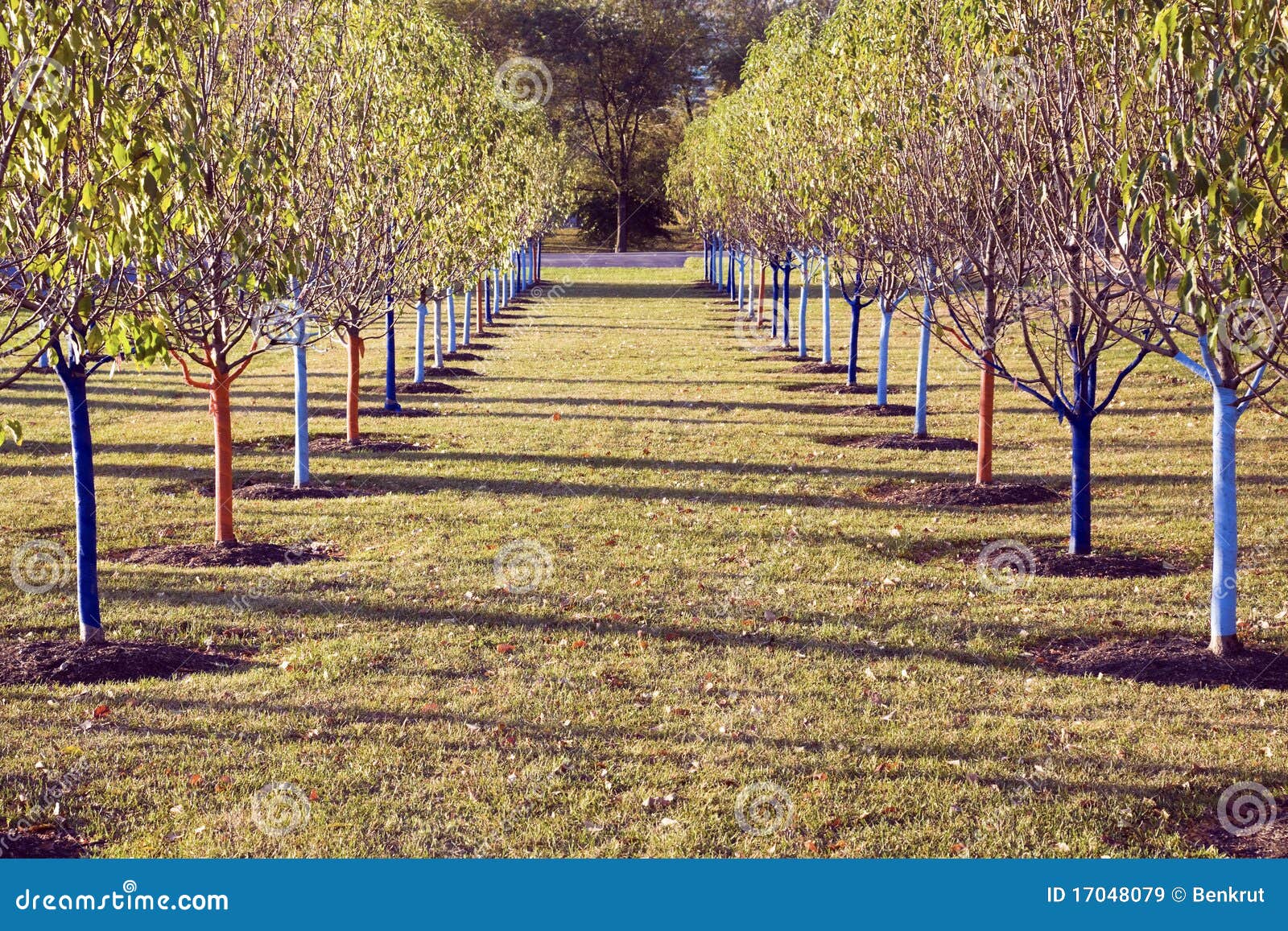 Tree rows in the park stock image. Image of tape, park - 17048079