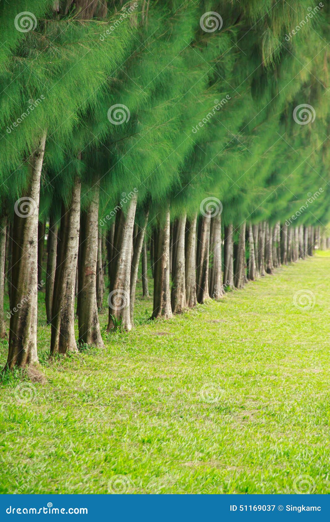 Tree Rows stock image. Image of farm, woods, pine, forest - 51169037