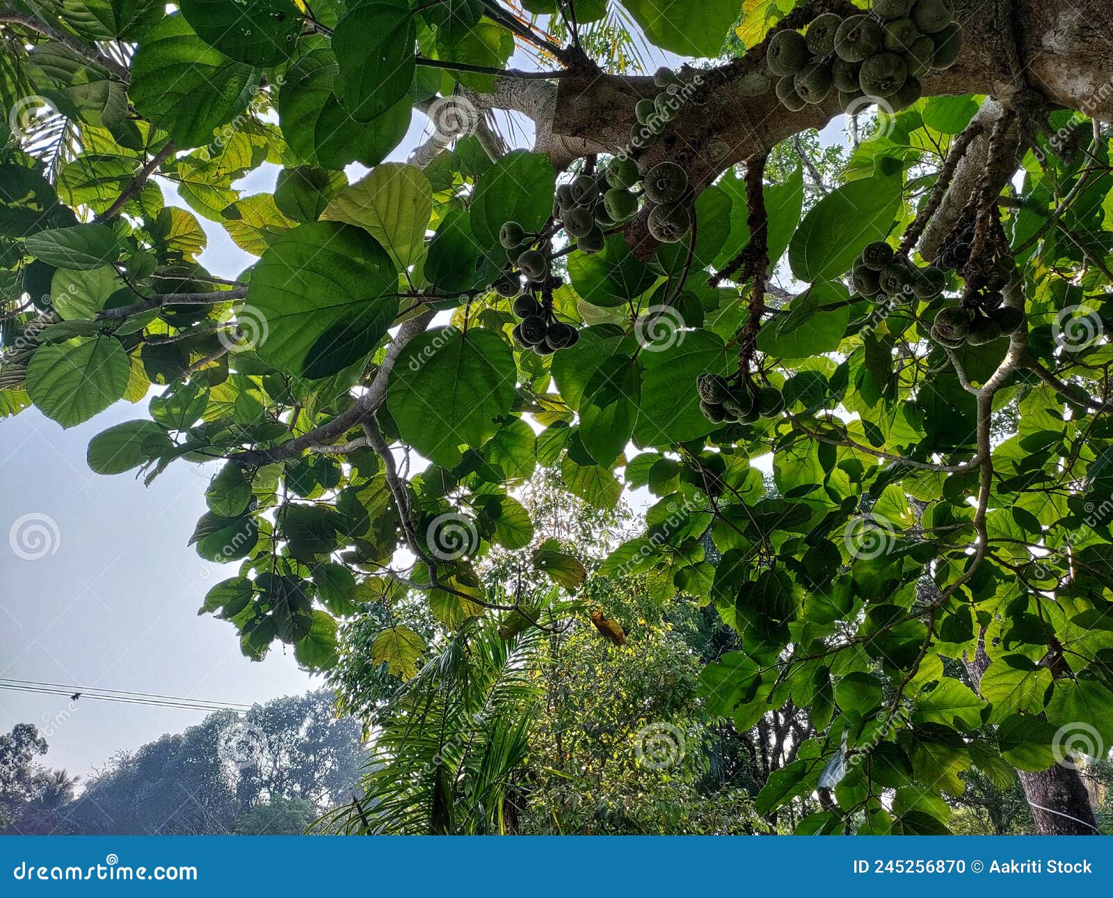 Tree of Roxburgh Fig, Elephant Ear Fig Tree Ficus Auriculata are ...