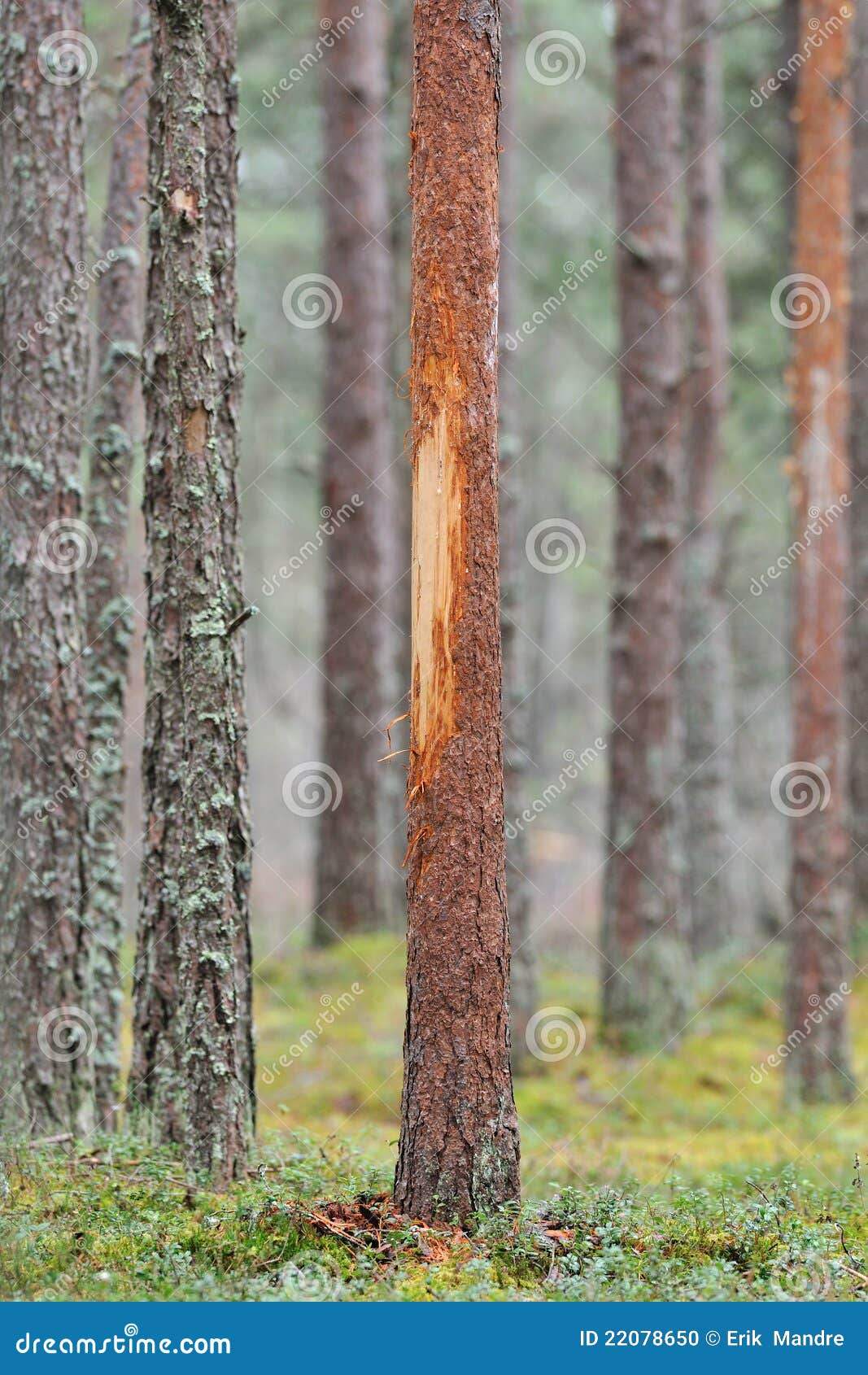 Tree rubbed by moose stock photo. Image of sylvestris - 22078650