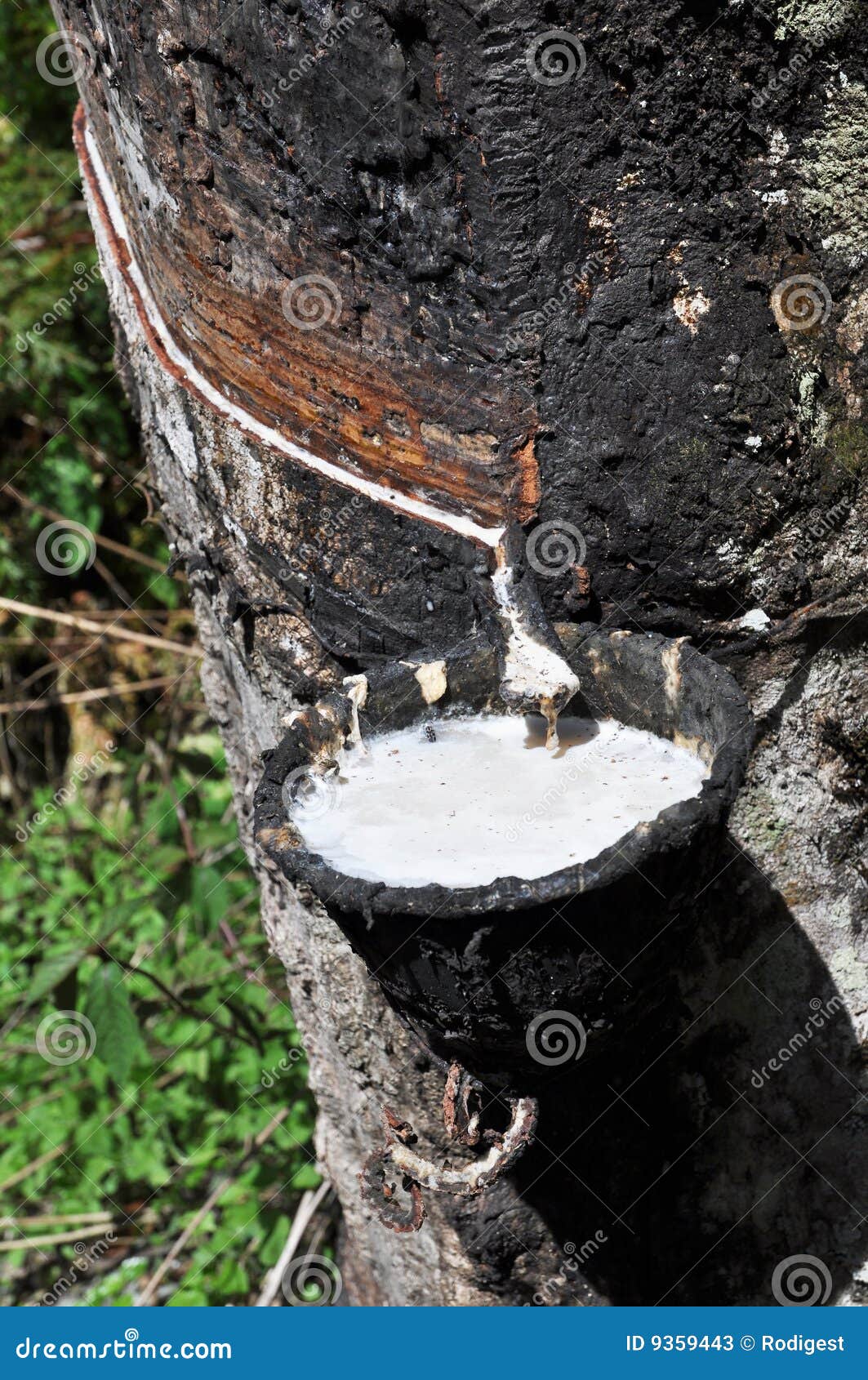 Tree Rubber Cup Full stock image. Image of clue, asia - 9359443